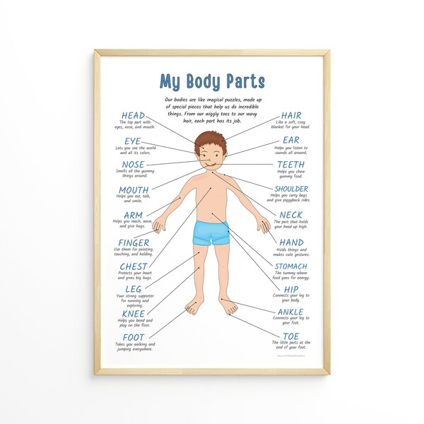 Children's Anatomy Poster - Etsy