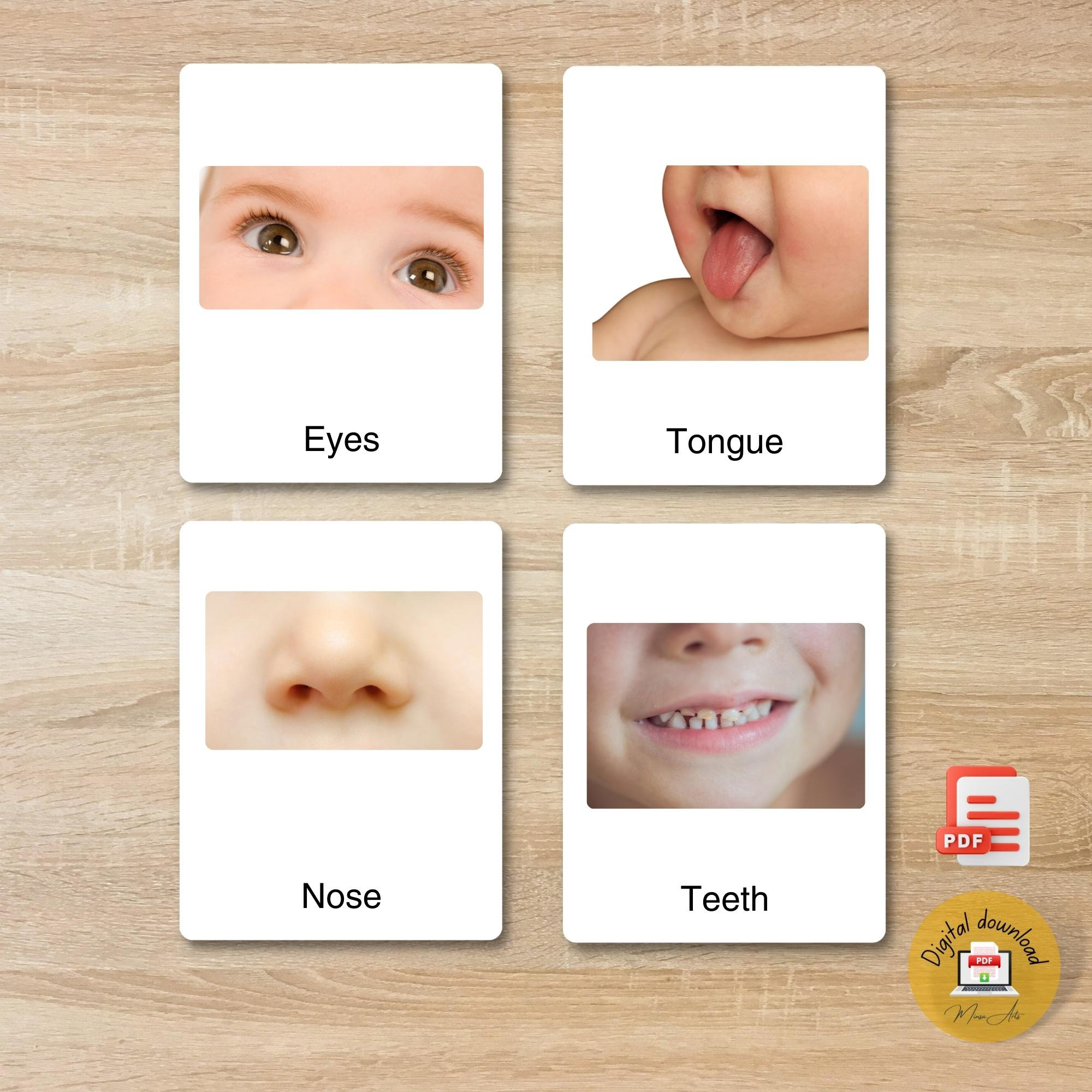 Body Parts Flashcards Real Picture Nomenclature PRINTABLE Text Editable ...