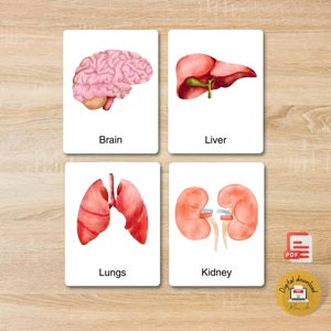 Discover the Human Body Organ Watercolor Flashcards Nomenclature ...