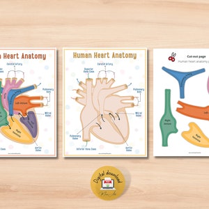 Human Heart Anatomy Printable Activity | Homeschool Curriculum | Study ...