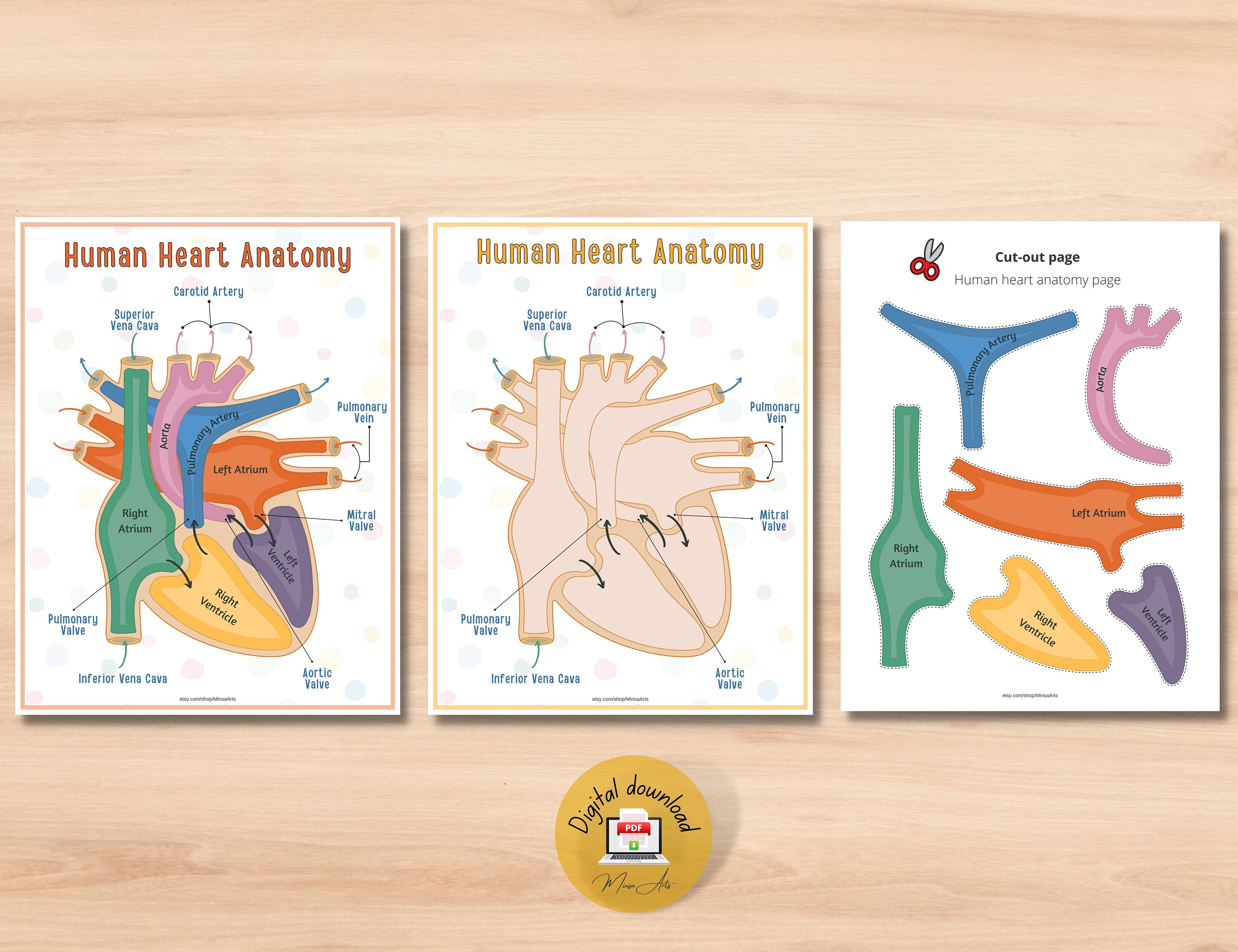 Human Heart Anatomy Printable Activity | Homeschool Curriculum | Study ...