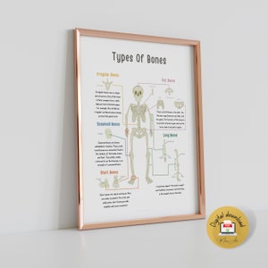 Discover Your Bones Explore Bone Types and Joints for Kids PRINTABLE ...