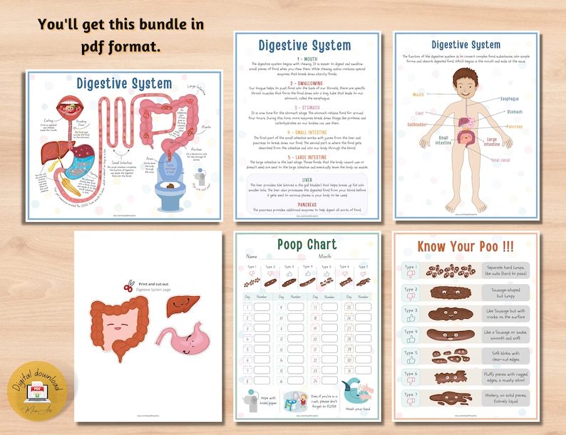 Human Digestive System Printable Activity for Preschool - Etsy UK