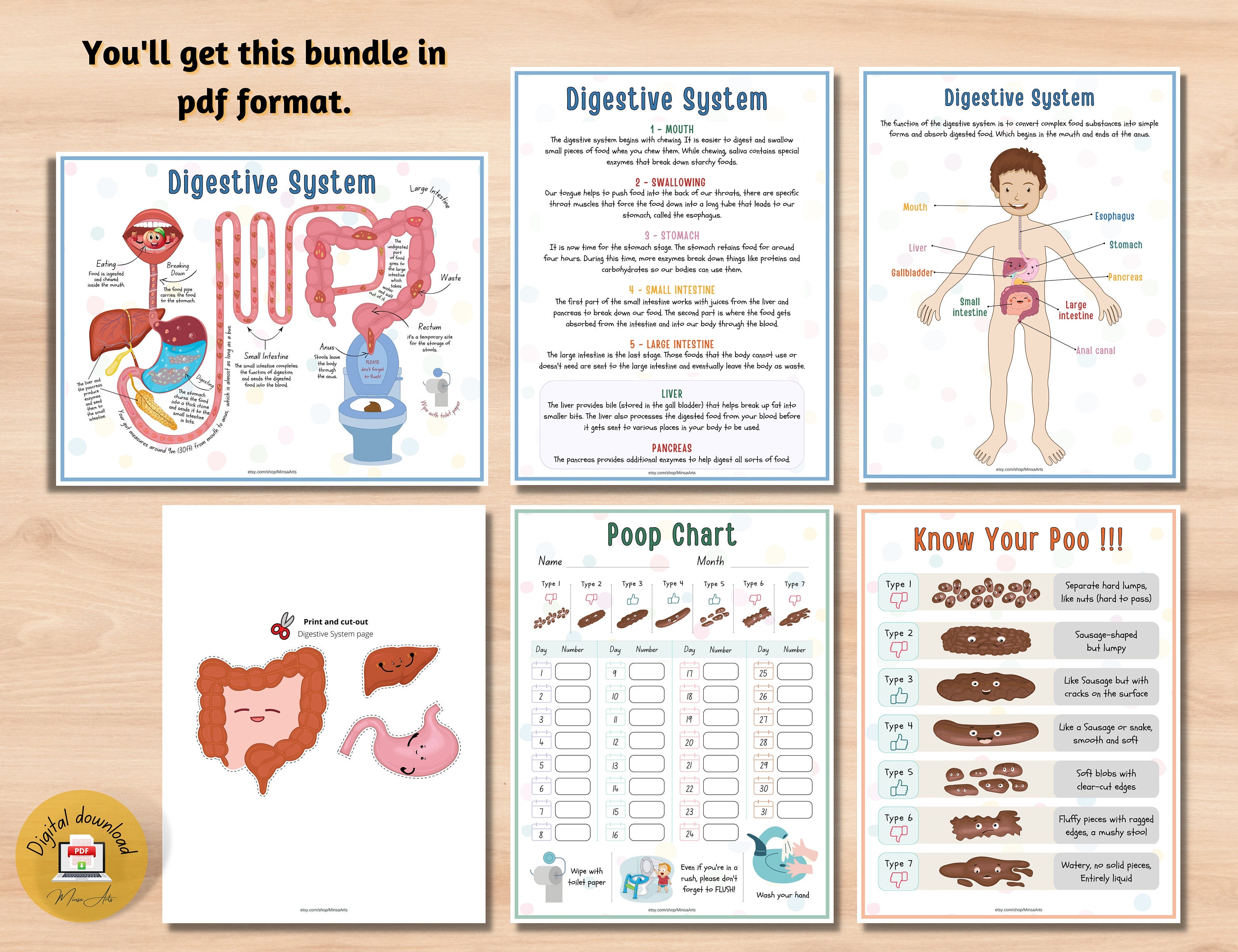 Human Digestive System | Printable Activity for Preschool Homeschool ...
