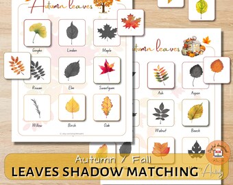 Fall Leaf Montessori Printable. Leaf Identification Preschool Printable ...