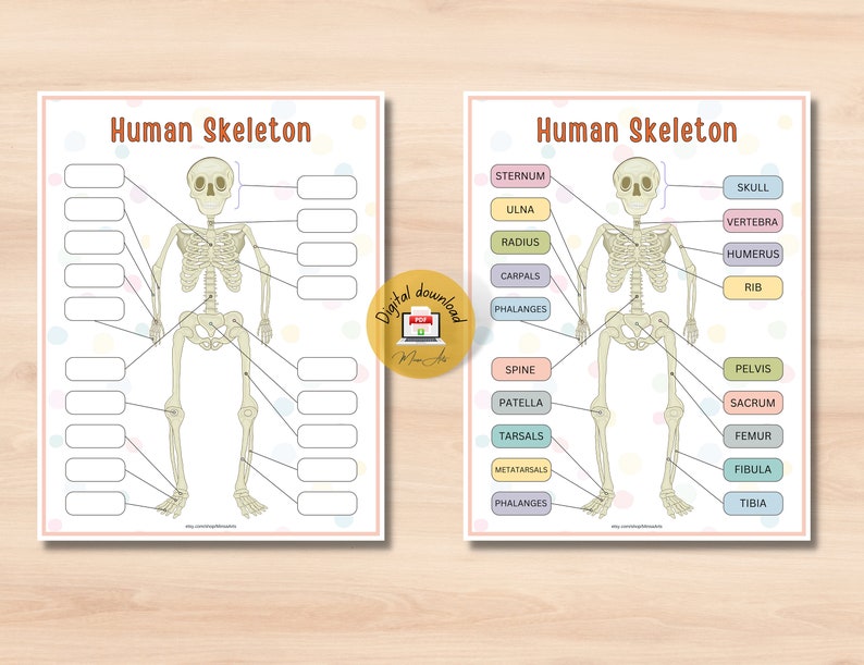 Human Skeleton Anatomy Activity: Types of Bones & Joints (PDF) - Etsy