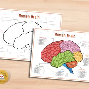 Explore the Human Brain Anatomy A PRINTABLE Activity Pack for Kids ...