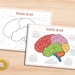 Explore the Human Brain Anatomy A PRINTABLE Activity Pack for Kids ...
