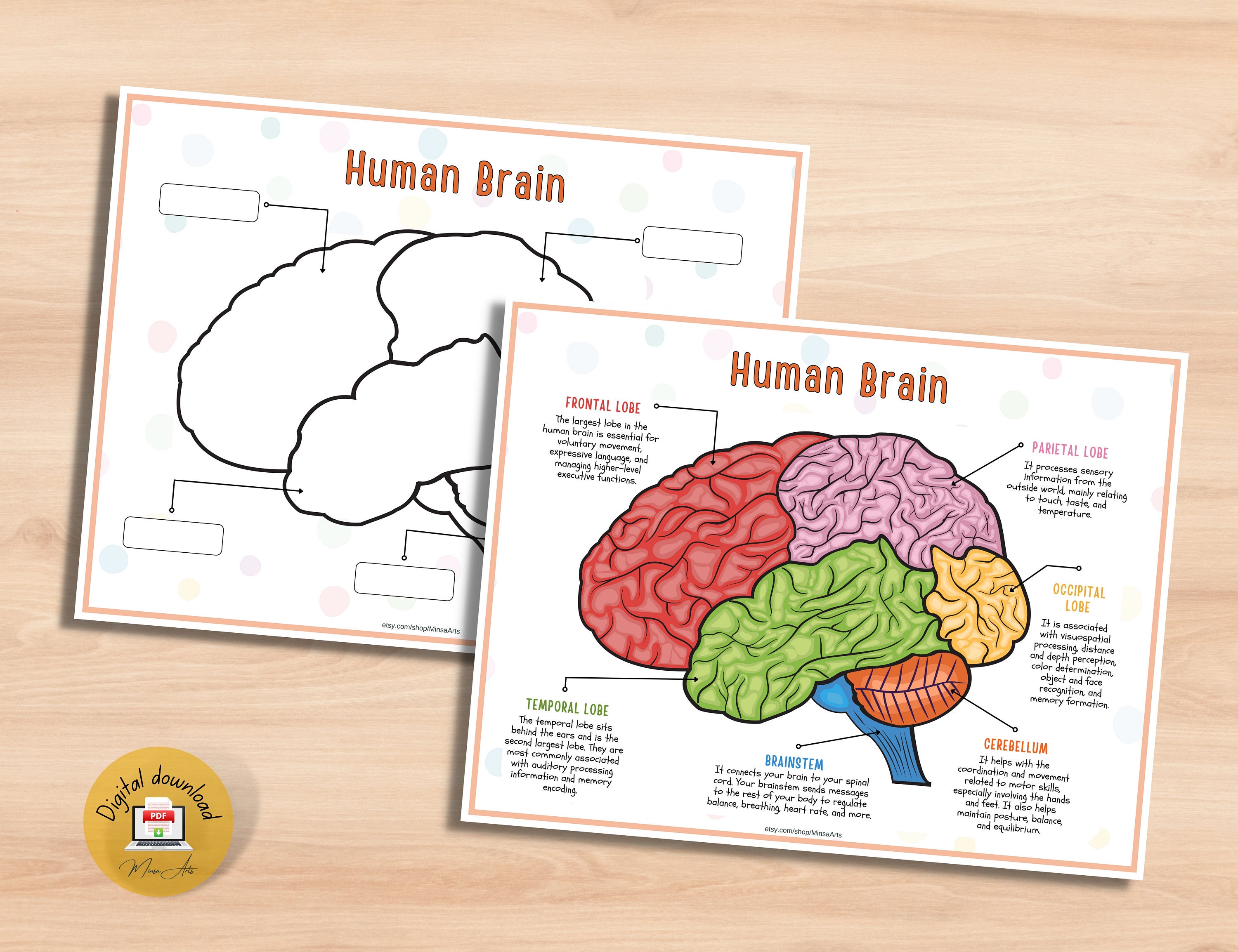 Explore the Human Brain Anatomy A PRINTABLE Activity Pack for - Etsy UK
