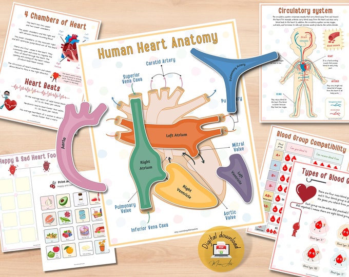 Human Anatomy Study Bundle, Anatomical Heart Homeschool Curriculum ...