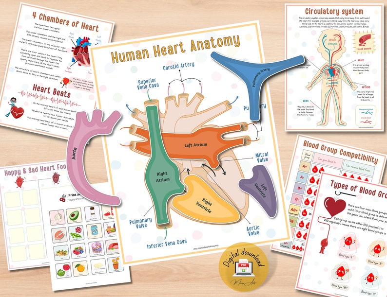 Human Heart Anatomy Printable Activity Homeschool Curriculum - Etsy