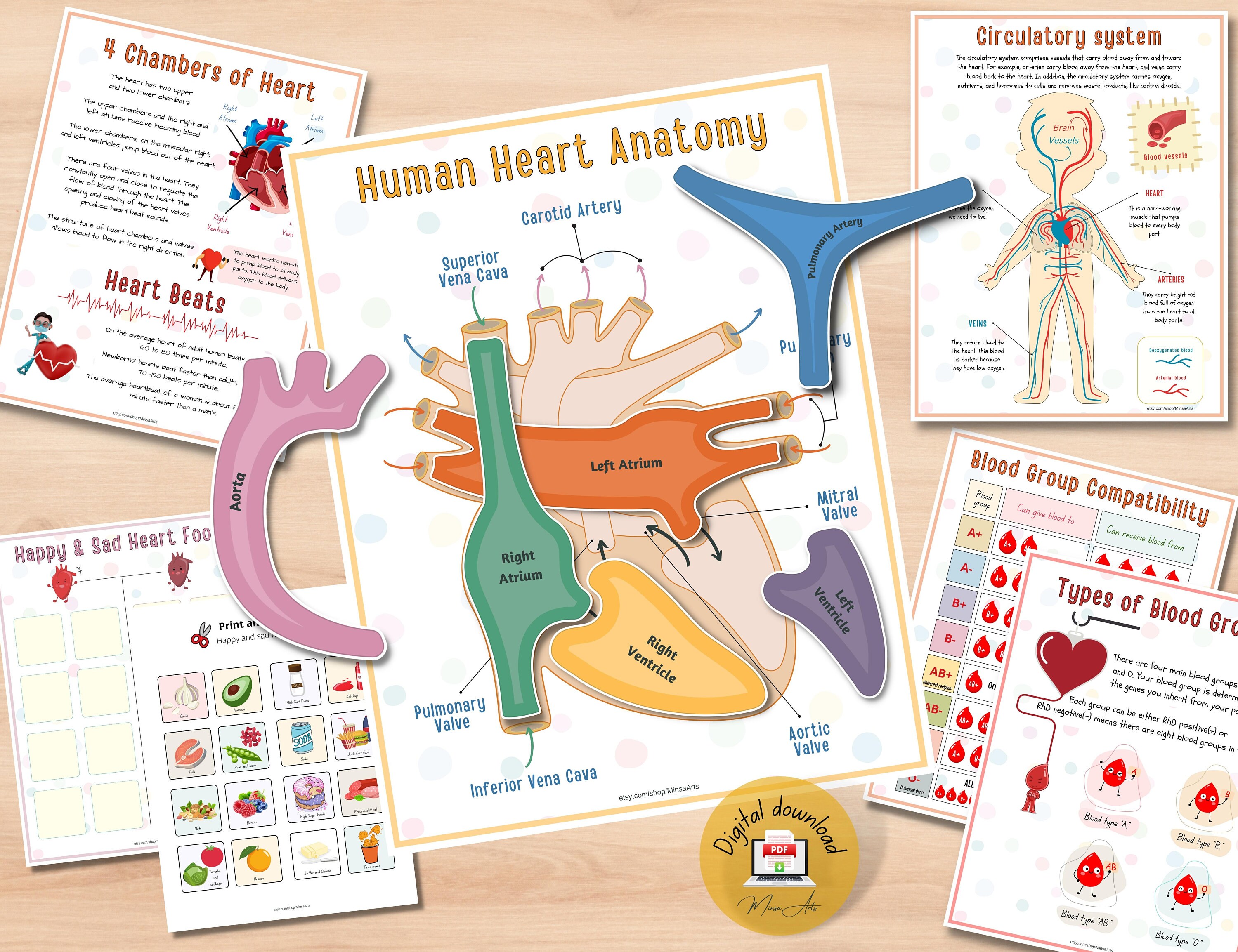 Human Heart Anatomy Printable Activity Homeschool Curriculum - Etsy UK