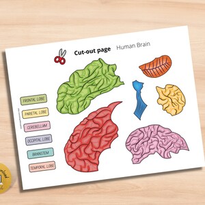 Explore the Human Brain Anatomy A PRINTABLE Activity Pack for Kids ...