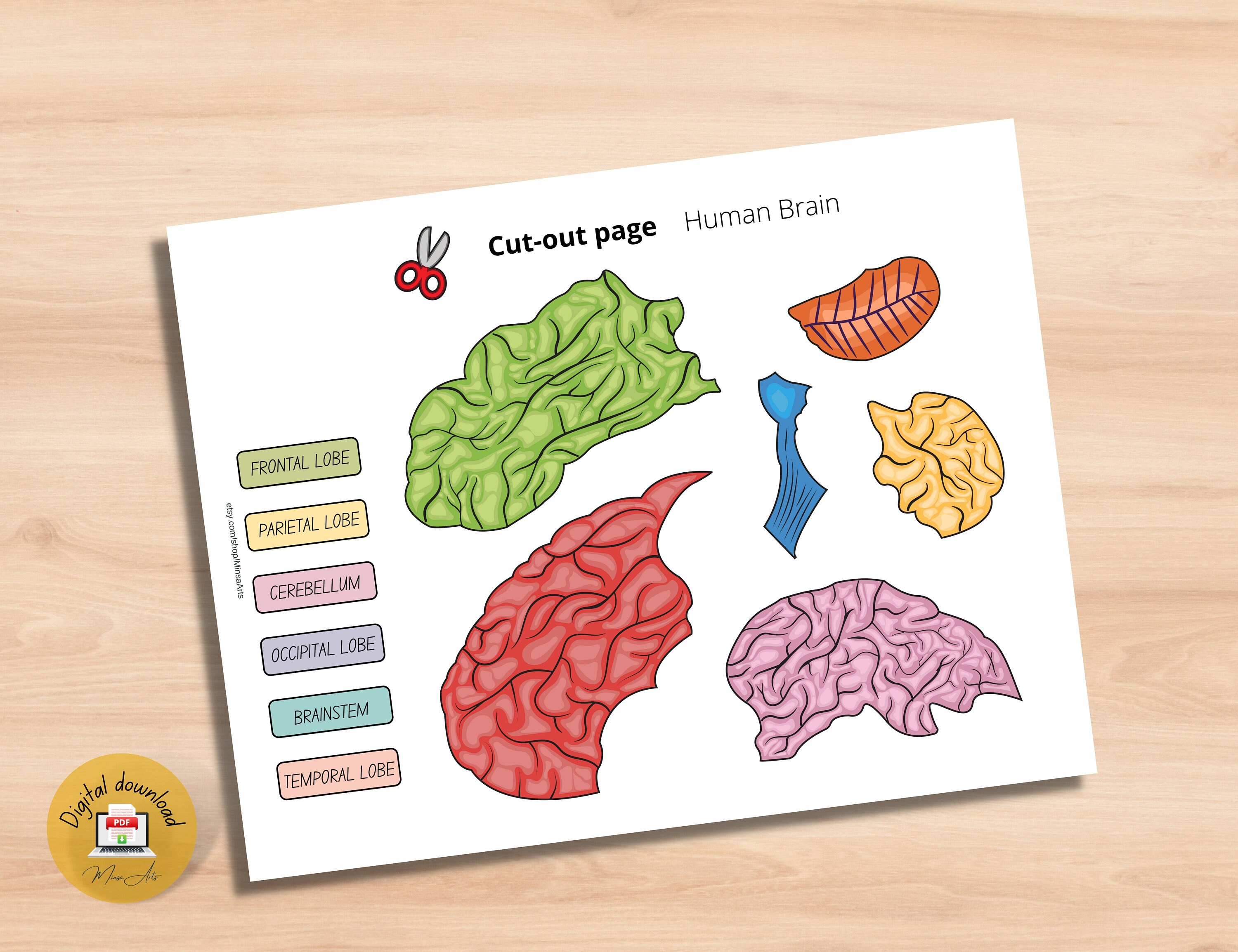 Explore the Human Brain Anatomy A PRINTABLE Activity Pack for - Etsy UK