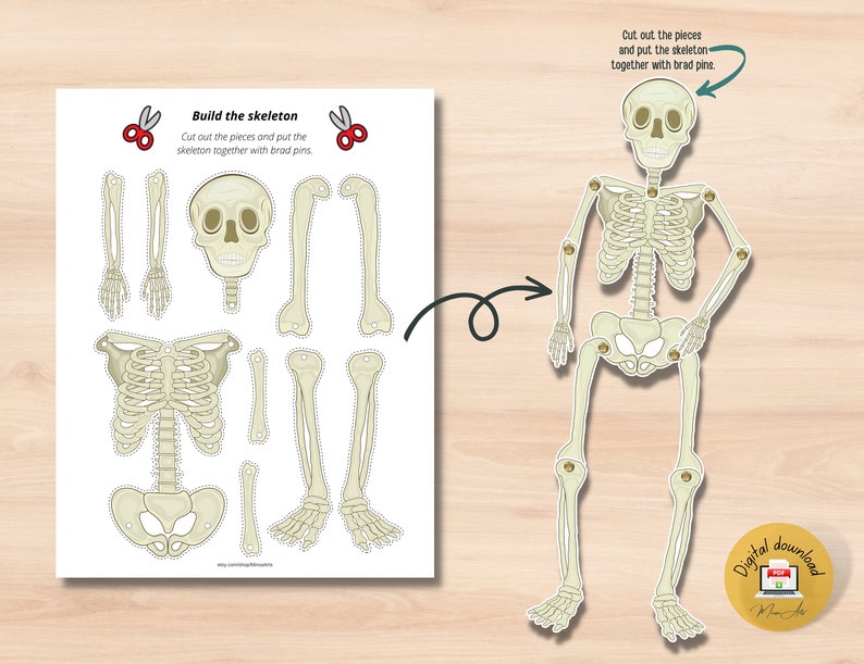 Human Skeleton Anatomy Activity: Types of Bones & Joints (PDF) - Etsy