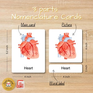 Discover the Human Body Organ Watercolor Flashcards Nomenclature ...