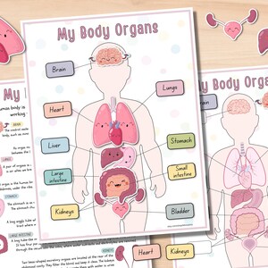 Human Anatomy Busy Book PRINTABLE Human Body Worksheets | Preschool ...