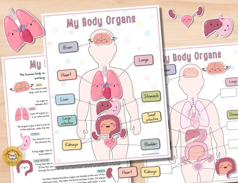 Human Anatomy Busy Book PRINTABLE Human Body Worksheets - Etsy