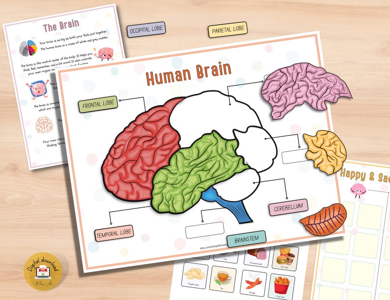 Explore the Human Brain Anatomy A PRINTABLE Activity Pack for - Etsy UK