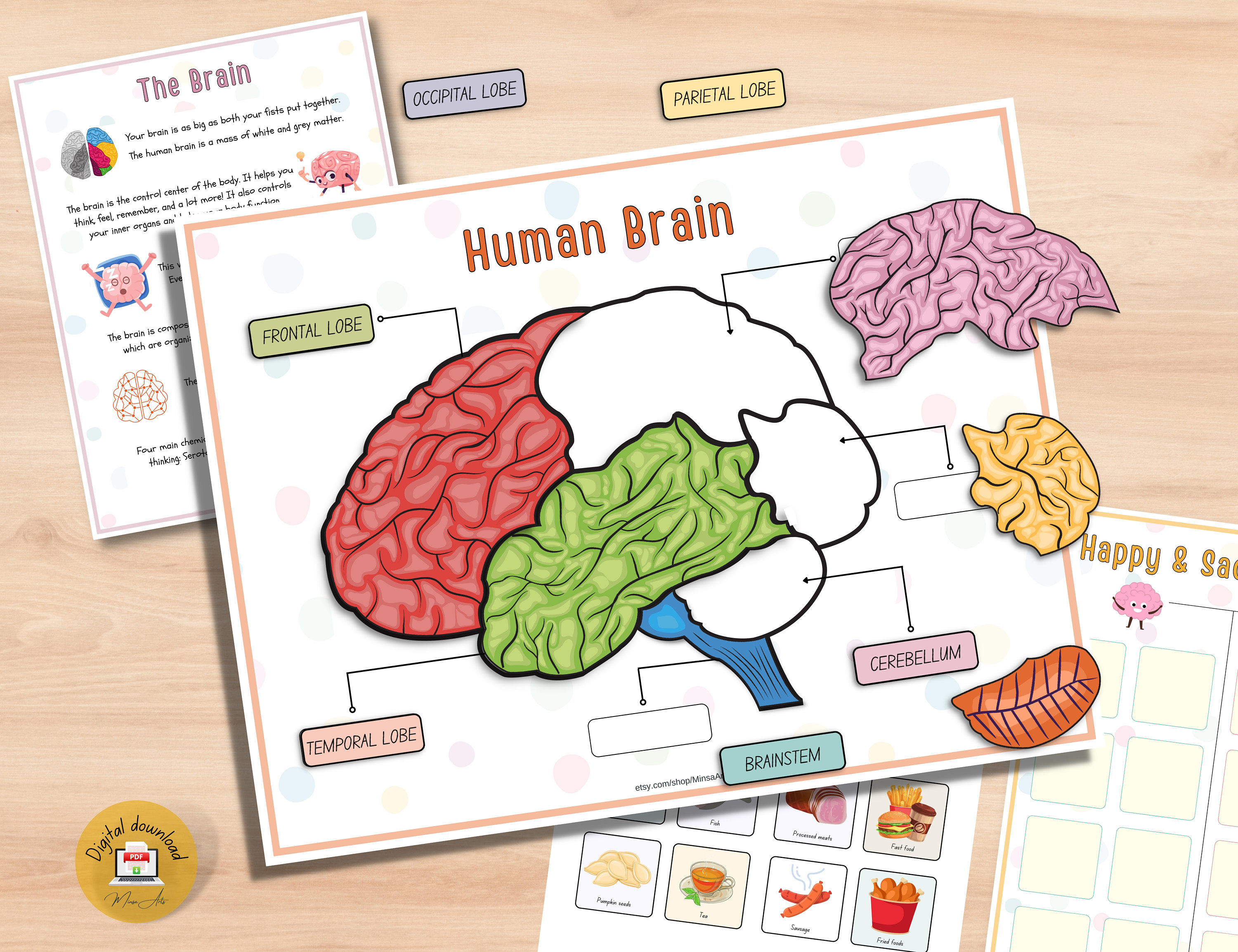 Explore the Human Brain Anatomy A PRINTABLE Activity Pack for Kids ...