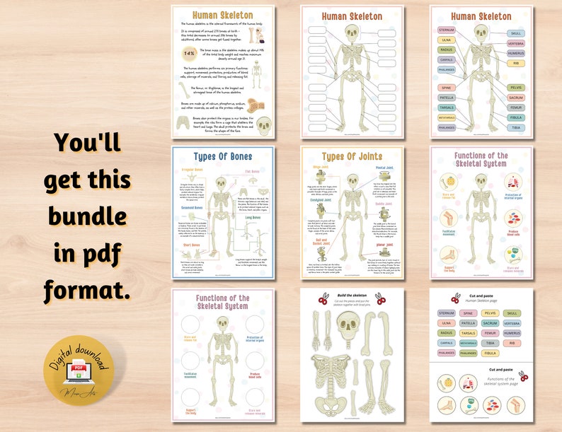 Human Skeleton Anatomy Activity: Types of Bones & Joints (PDF) - Etsy