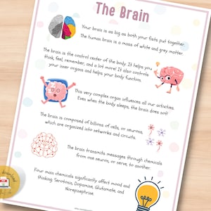 Explore the Human Brain Anatomy A PRINTABLE Activity Pack for Kids ...