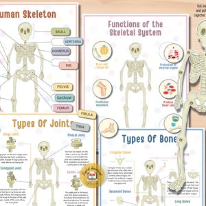 Human Anatomy Busy Book PRINTABLE Human Body Worksheets | Preschool ...
