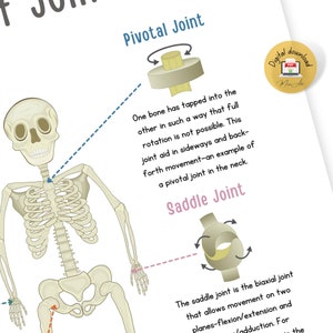 Discover Your Bones Explore Bone Types and Joints for Kids PRINTABLE ...