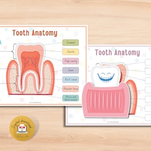 Dental Health and Anatomy Printable for Better Oral Hygiene | Preschool ...