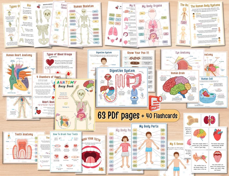 Anatomy Busy Book for Kids: Human Body Learning (printable PDF) - Etsy