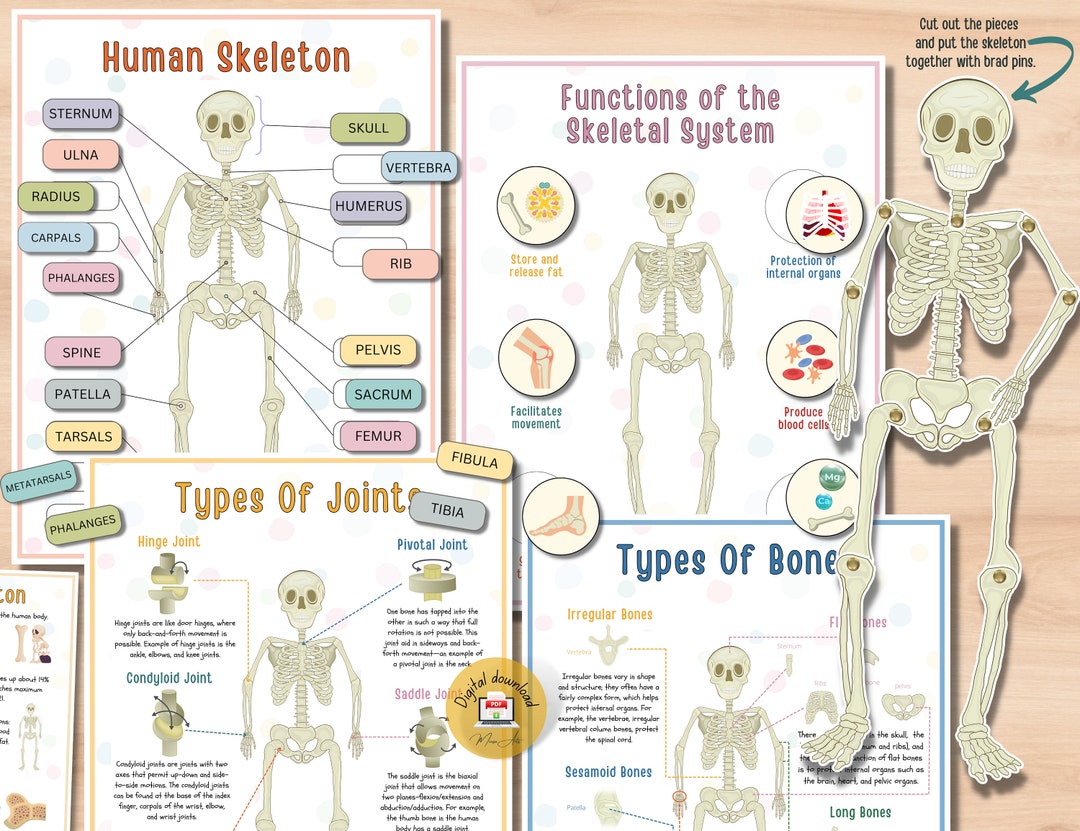 Human Skeleton Anatomy Activity: Types of Bones & Joints (PDF) - Etsy