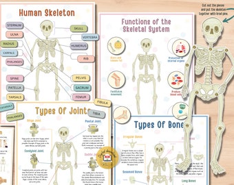 Human Body Skeleton Poster A4 - Etsy