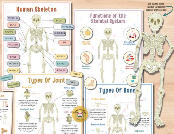 Skeletal System Diagram Printable