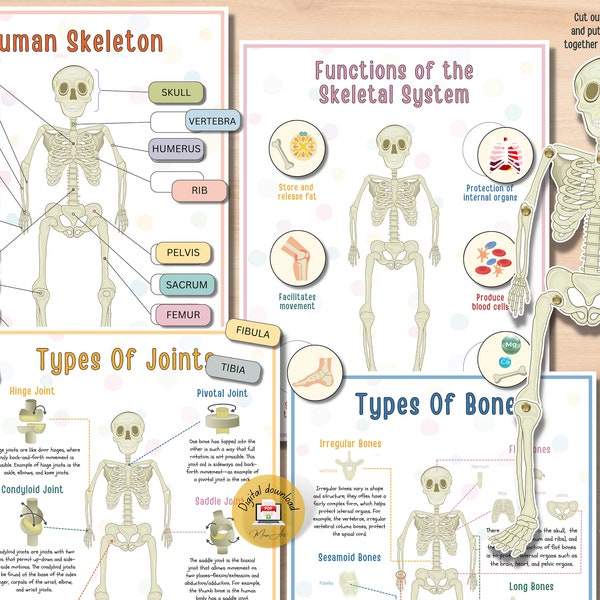 Human Anatomy Printable - Etsy
