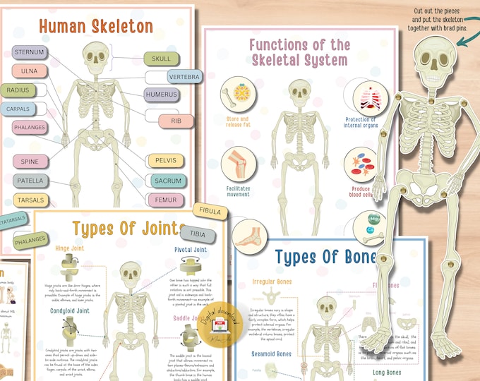 Skeletal System Puzzle, Human Anatomy Activity, Homeschool Curriculum ...