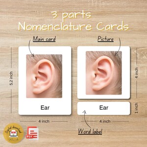 Body Parts Flashcards Real Picture Nomenclature PRINTABLE Text Editable ...
