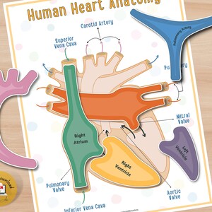 Human Heart Anatomy Printable Activity | Homeschool Curriculum | Study ...