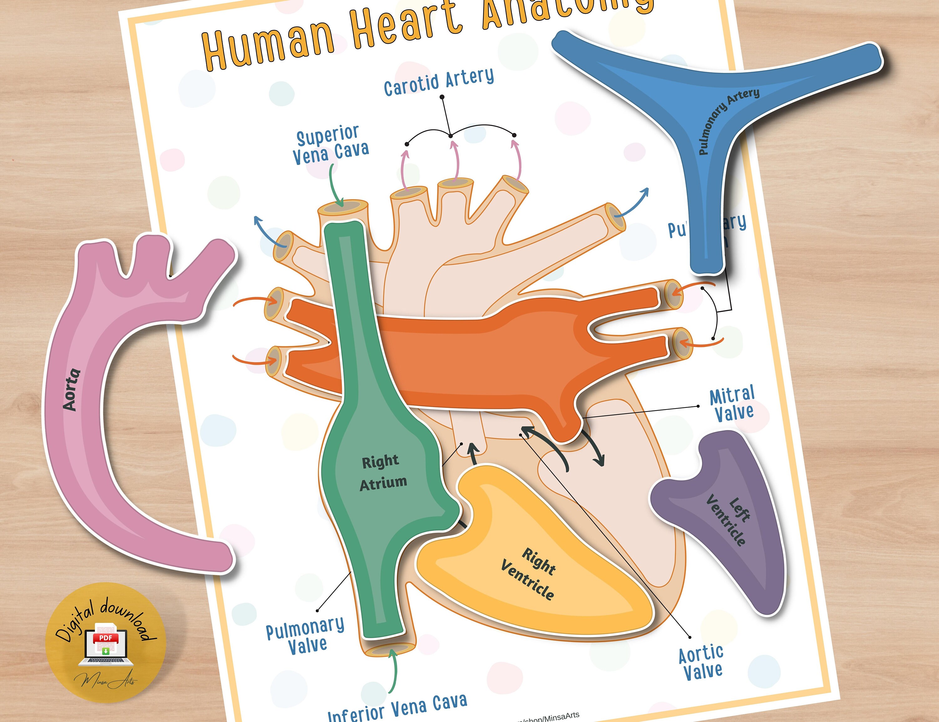 Human Heart Anatomy Printable Activity Homeschool Curriculum - Etsy ...