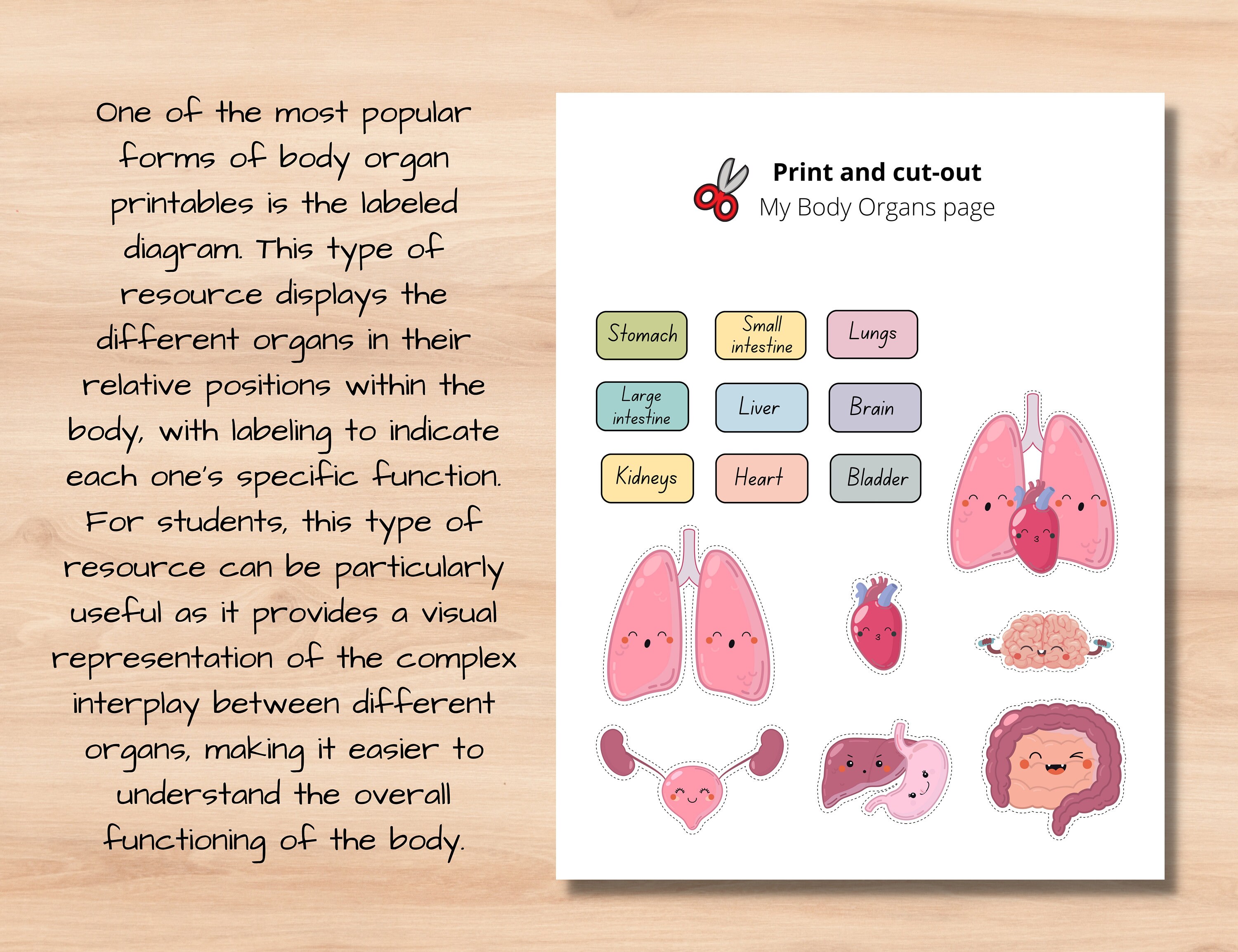 Body Organs Activity Worksheets for Kids Printable - Etsy UK