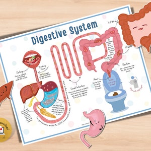 Human Digestive System | Printable Activity for Preschool Homeschool ...