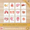 Body Parts Flashcards Real Picture Nomenclature PRINTABLE Text Editable ...