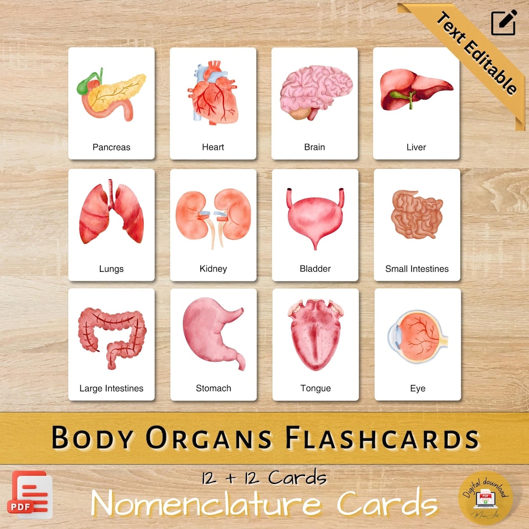 Discover the Human Body Organ Watercolor Flashcards Nomenclature ...