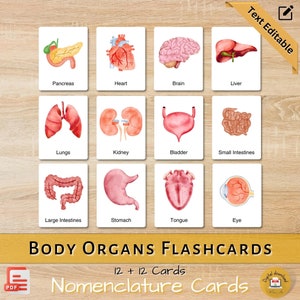Discover the Human Body Organ Watercolor Flashcards Nomenclature ...
