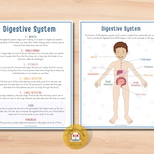 Human Digestive System | Printable Activity for Preschool Homeschool ...