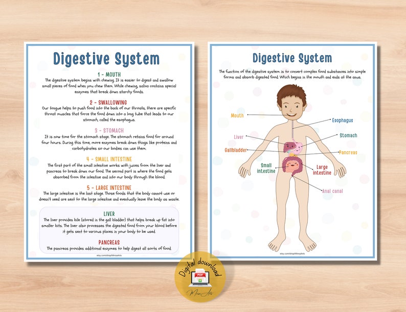 Human Digestive System Printable Activity for Preschool - Etsy