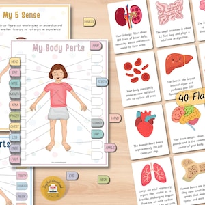 Interactive Anatomy Busy Book for Kids| Unlock the Secrets of the Human ...