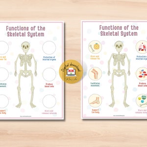 Human Skeleton Anatomy Activity: Types of Bones & Joints (PDF) - Etsy