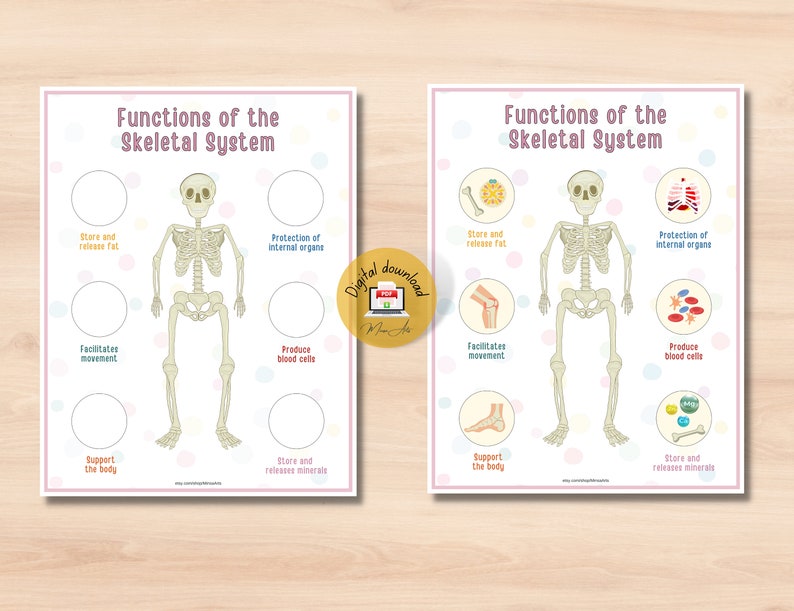 Human Skeleton Anatomy Activity: Types of Bones & Joints (PDF) - Etsy