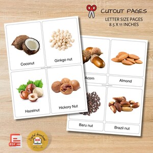 Nuts Flashcards for Kids Real Picture Nomenclature PRINTABLE Text ...