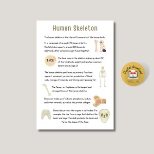 Human Skeleton Poster: an Exciting Journey Into the Human Skeleton for ...